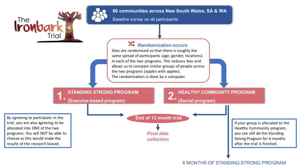Randomisation infographic v2 | Ironbark